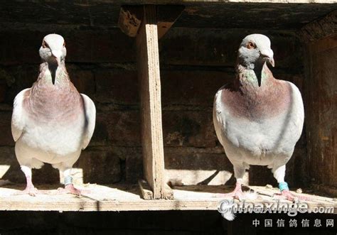詹森兄弟最后的大名鸽冬日男孩 中信网信鸽园地