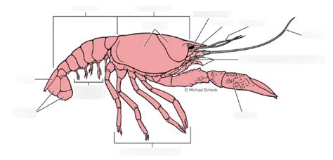 Subphylum Crustecea Diagram Quizlet