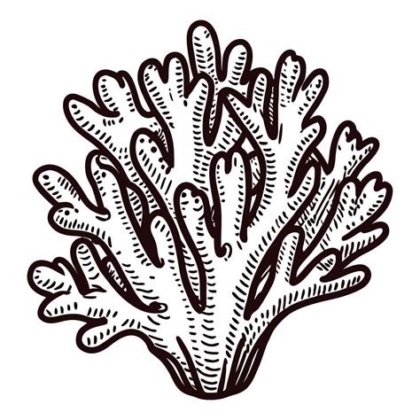 Detailed Of Coral Reef Structure With Intricate Patterns 63538444