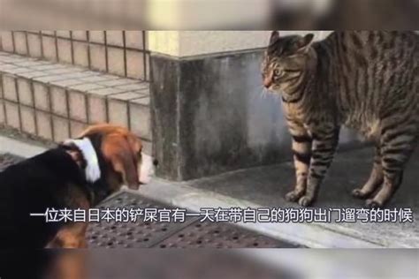 狗狗主动去招惹花猫猫咪突然一炸毛主人怎么会有四只眼睛 花猫 猫咪 主人