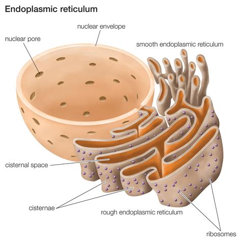 Endoplasmic Reticulum Function Endoplasmic Reticulum Structure
