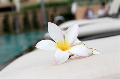 Plumeria 아이리스입니다 및 블루 객실명 파문이 인다는 저수시설 데테일 0명에 대한 스톡 사진 및 기타 이미지 0명