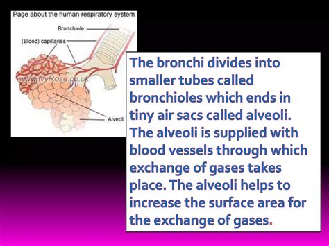 Respiration Science Ppt By Shivanshi Dwivedi Pptx Lung And Respiratory Health Diseases And