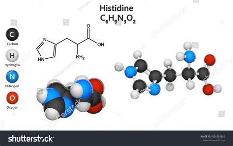 Histidine Symbol His H Amino Acid Stock Illustration 1968556885