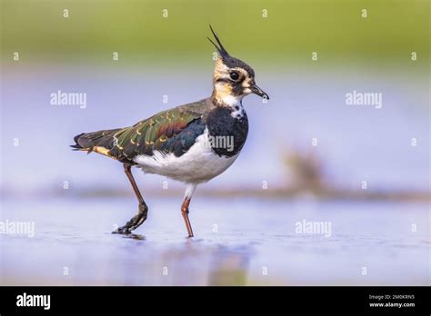 Female Northern Lapwing Vanellus Vanellus Foraging In Shallow Water