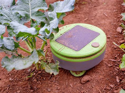 Tertill Weeding Robot Review Can A Robot Weed Your Garden