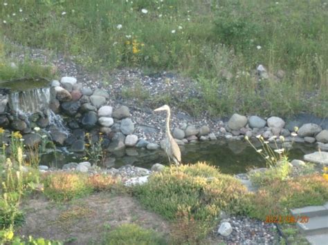 Great Blue Heron The Backyard Arthropod Project