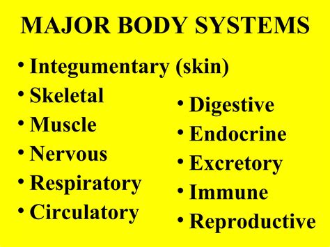 Muscle System Class Notes PPT