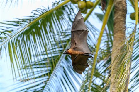 Premium Photo Flying Fox On Maldives Island Fruit Bat Flying