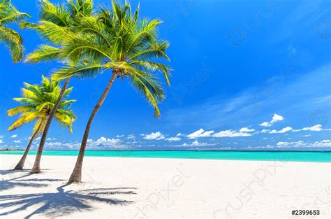 Green Tropical Coconut Palm Tree With Orange Coconuts