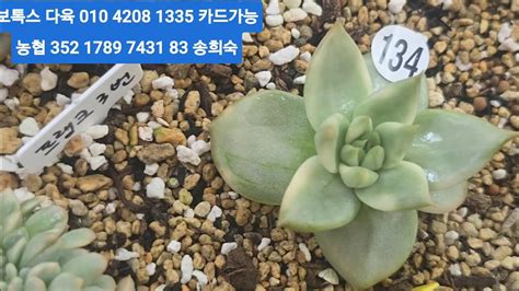 보톡스 다육 킹스톤 킹스피어 신화 And 글로우 ♡ 채홍 버건디 ♡화이팅 Youtube