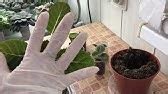 Выращивание глоксинии из семян, посев и первые всходы. Как посадить ...