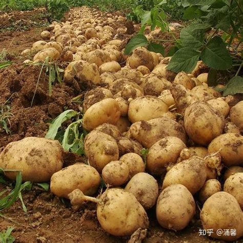 为什么西方人不爱吃大米？并非是因为饮食习惯 知乎