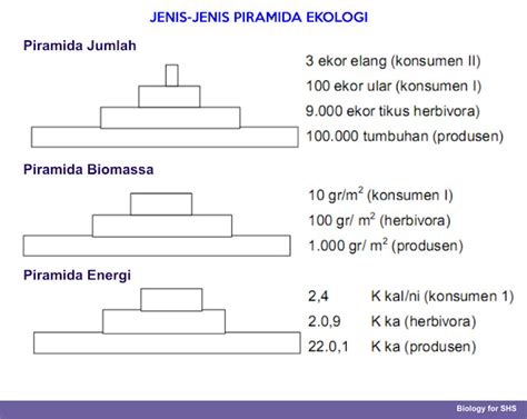 Jenis Jenis Piramida Ekologi Biology For Senior High School