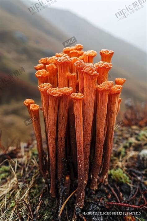 Ai创作图北虫草 北蛹虫草 扫把菌 面网纱菌 北虫草花 虫草菇 云腿虫草花 橙盖鹅膏菌 风情菌 虫草菌北虫草 响油菌丝 羊肚菌虫草花 鲜虫草花