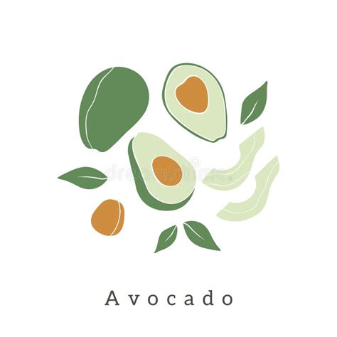 Avocado Vector Drawing Outline And Colored Version Stock Vector