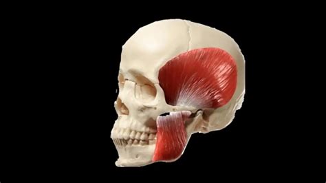 Dentistry And Temporomandibular Disorders From Gnathology To Pain Practice