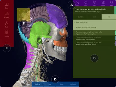 Anatomyka user manual