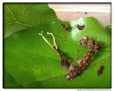 冬虫夏草とは何なのか？ にちはら総合研究所