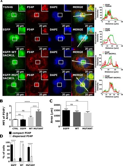 Imagej Quantification Fluorescence Measuring Cell