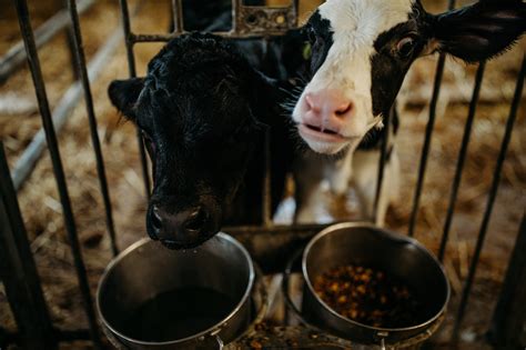 Caring For Calves The 5 Cs Of Successful Calf Management Esmilco