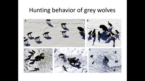 Mppt Design Using Grey Wolf Optimization Technique For Pv System Under Partial Shading