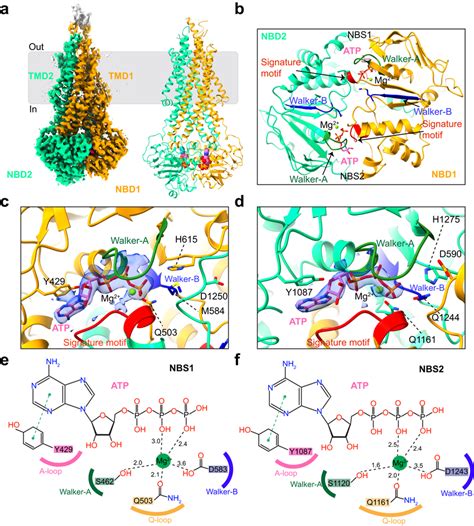Cryo Em Structure Of Atp Bound Bsepe1244q A Cryo Em Density Map And