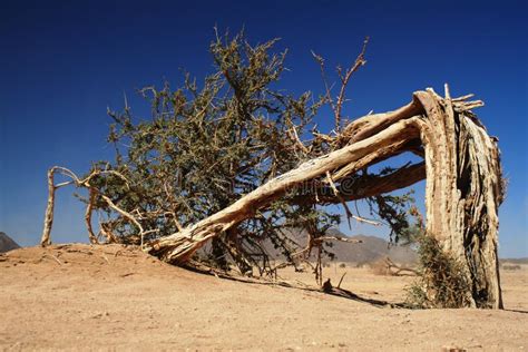 Albero Rotto Solo Nel Deserto Di Sahara Niger Immagine Stock