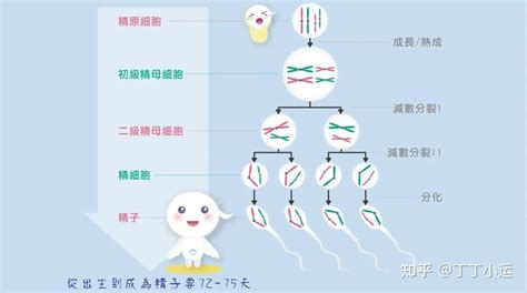 男人一生只能射精6000次？射完了怎么办 知乎
