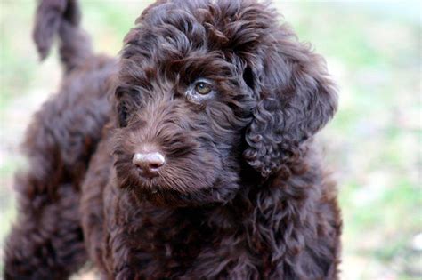 Información sobre la raza de perro Barbet