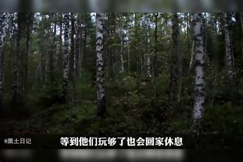 世界上速度最快的11种狗中东土豪才能养得起的急速猎犬 中东 土豪 才能