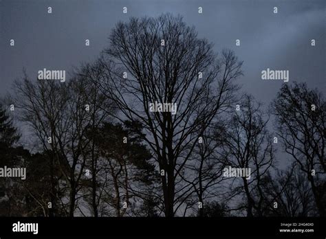 Trees In The Dark Stock Photo Alamy Trees In The Dark Stock Photo Alamy