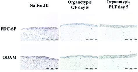 Specific Markers Of Je Odam And Fdc Sp In Ot Models Of Day 5