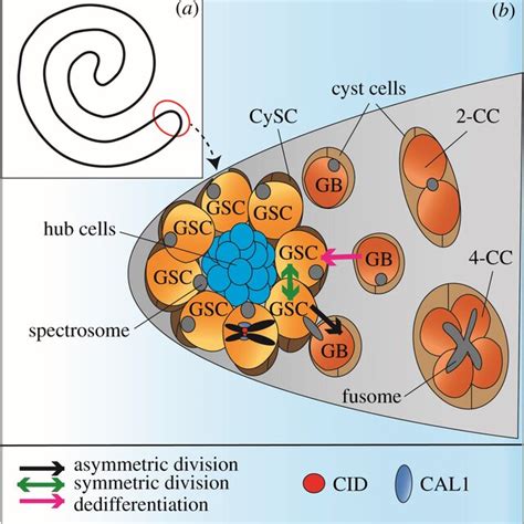 Female Drosophila Ovaries And Germline Stem Cell Gsc Niche A