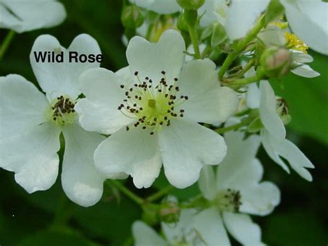 Ppt Wild Rose Rosa Spp Powerpoint Presentation Free Download