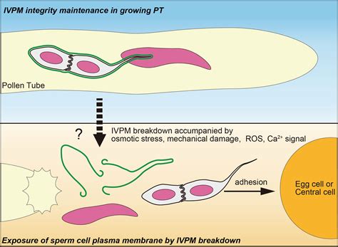 Frontiers Removal Of The Endoplasma Membrane Upon Sperm Cell