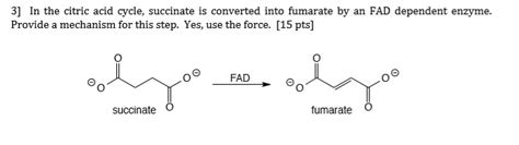 Solved In The Citric Acid Cycle Succinate Is Converted Into Fumarate