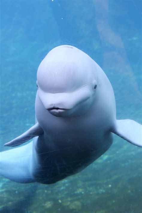 Beluga Whale Wallpapers Top Free Beluga Whale Backgrounds