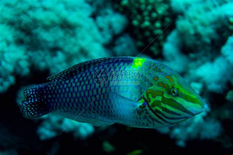 水下的海洋珊瑚和鱼类海生植物和动高清图片下载 正版图片507369674 摄图网