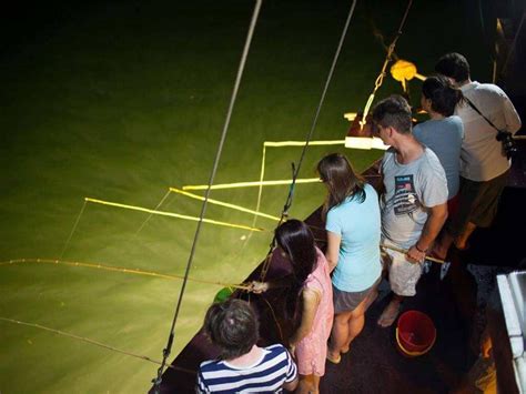Tour Câu Mực đêm Quy Nhơn Bí Quyết Câu Mực Thành Công Từ Các Chuyên