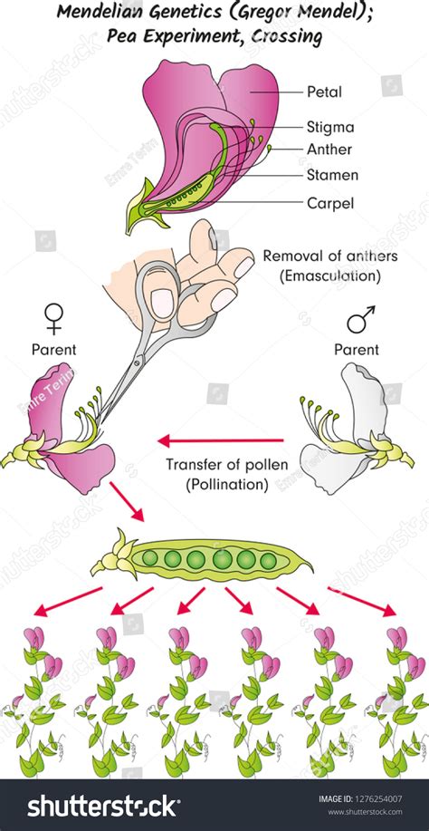 Mendel Genetics Gregor Mendel Pea Experiment Stock Vector Royalty Free