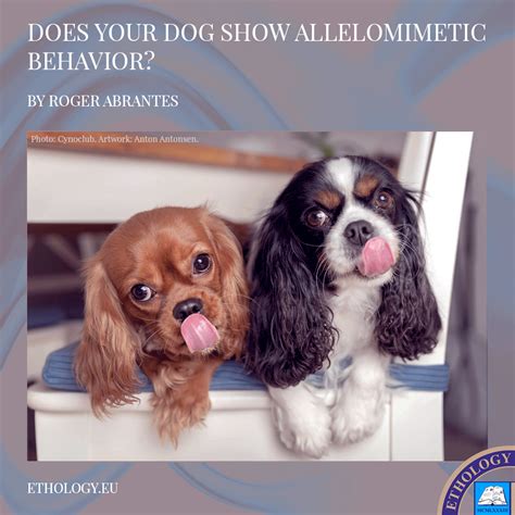 Does Your Dog Show Allelomimetic Behavior Ethology Institute
