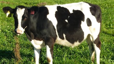 Genetically Modified Cows Scientists Develop Genetically Modified Cow