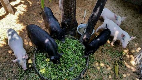Philippine Organic Native Pigs Vegetables Philippine Organic