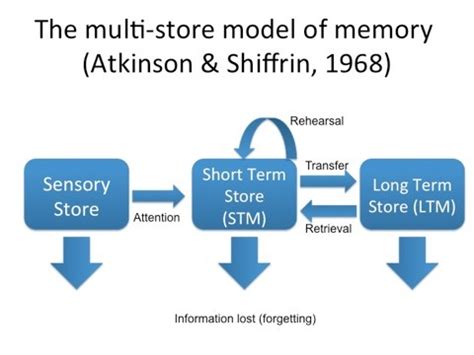 Memory Flashcards Quizlet
