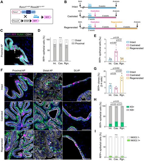 RUNX Marks A Luminal Castration Resistant Lineage Established At The Onset Of Prostate
