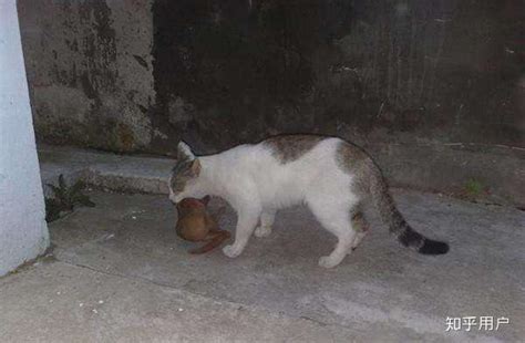 猫和黄鼠狼哪个更厉害 知乎