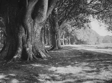 Savernake Forest OSS Image Repository