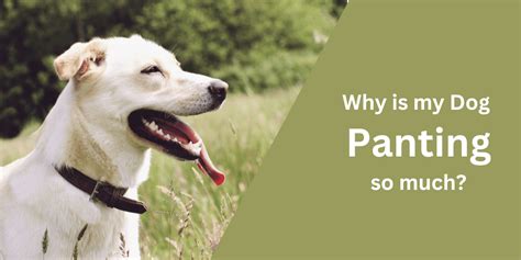 Why Is My Dog Panting So Much Excessive Panting Waggle®