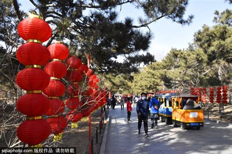 北京植物园：牛年吉祥物“小昂”昂首迎春
